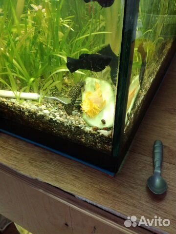 Продам сомов анцитрусов