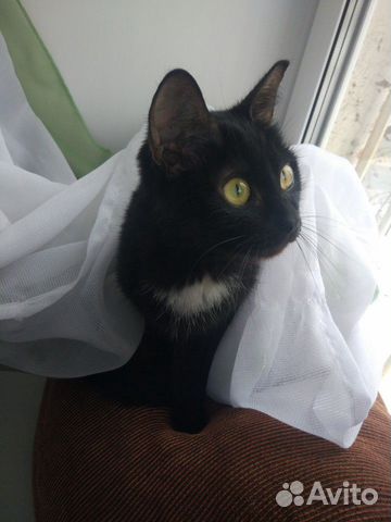 Кошка