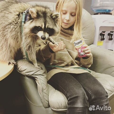 Енот полоскун