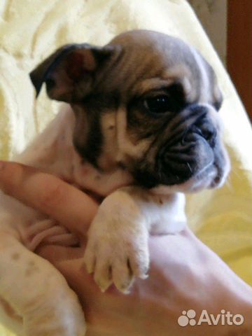Щенок Английский бульдог