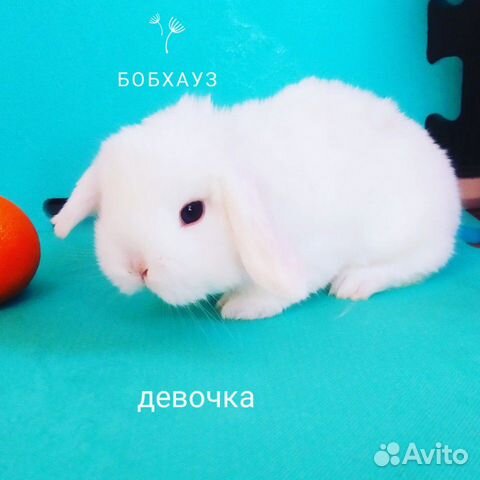 Карликовые крольчата, отборный класс, еврокачество