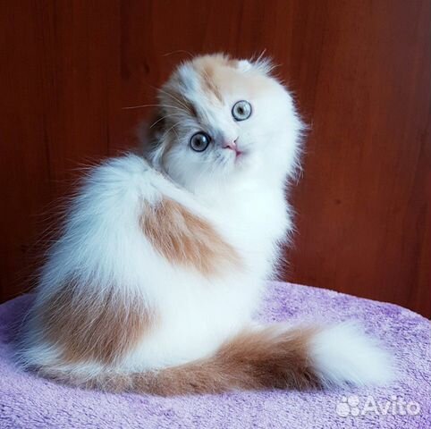 Хайленд фолд (кошка)