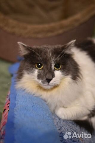 Шикарный Лев в самые добрые руки