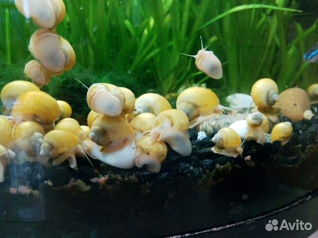 Улитки Ампулярии золотистые