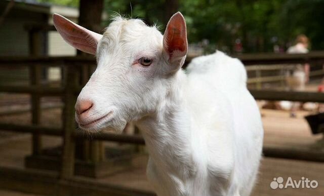 Козы зааненской породы,козье молоко