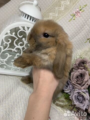 Кролик вислоухий