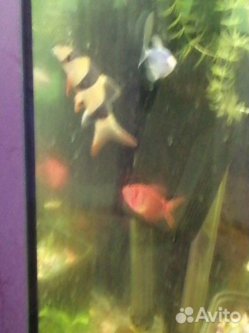 Рыба боция клоун