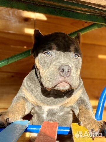 Девочка Американского булли