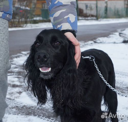 Чарли, 2 года, 40 см