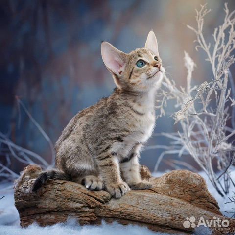 Кошка породы каракет