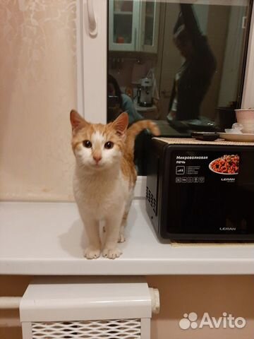 Отдам в добрые руки