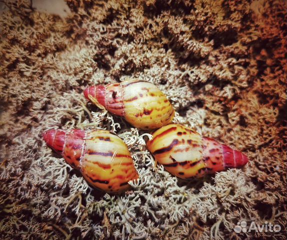 Улитка ахатина занзибарика