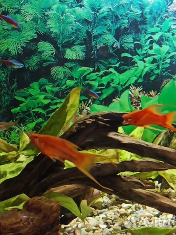 Вильчатые меченосцы