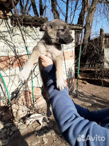 Прекрасные щенки мальчики и девочки в добрые руки
