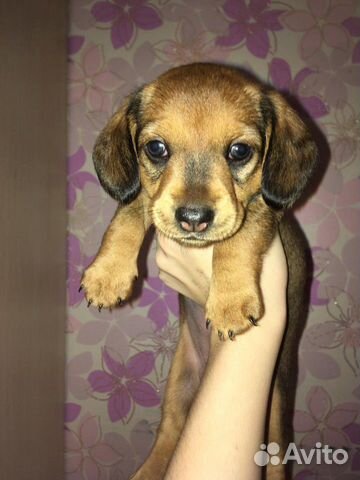 Карликовая такса