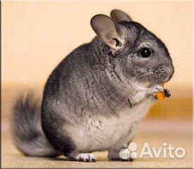 Шиншиллу мальчика