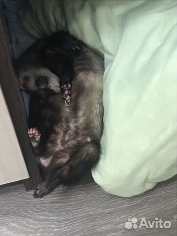 Продаю хорька