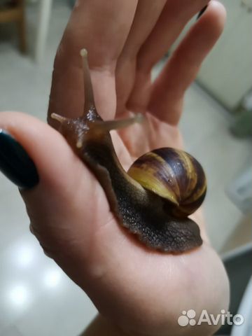Улитка ахатина
