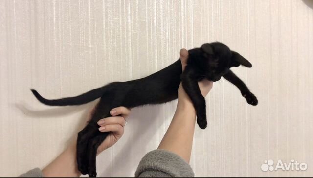 Котёнок от Чемпиона мира