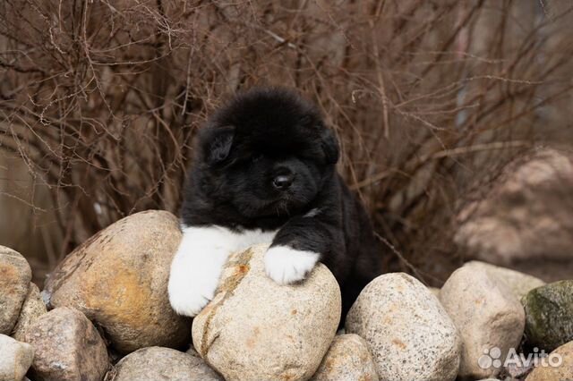 Длинношерстные щенки Американской Акиты