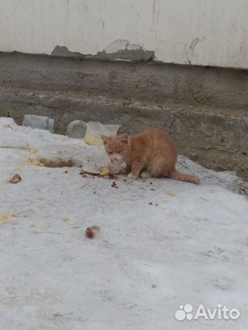 Отдаётся котёнок в надёжные и добрые руки
