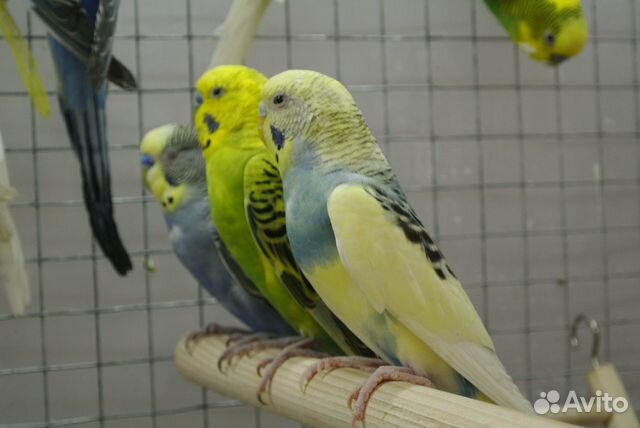 Волнистый попугай оптом