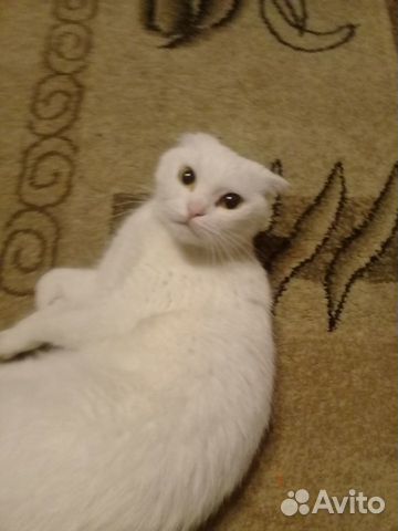 Ищу жениха