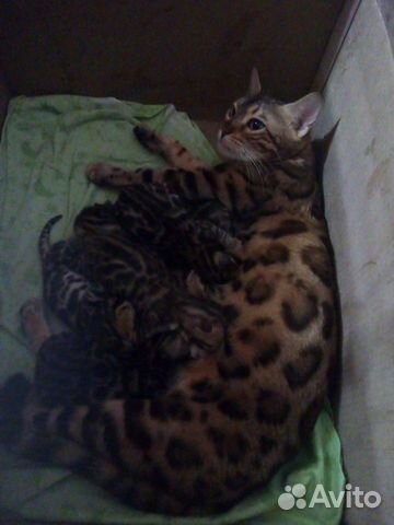 Бенгальские котята