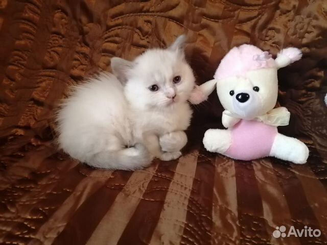 Котёнок метис тайской