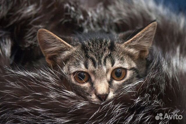 Котенок ищет дом