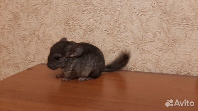 Шиншилла
