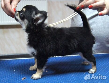 Девочка-красавица чихуа