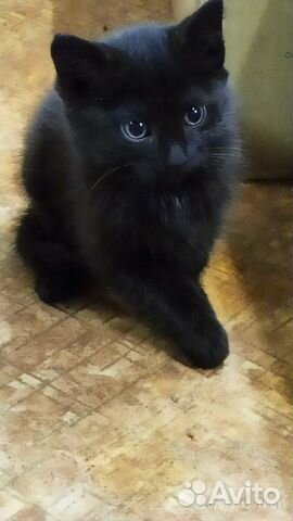 Отдадим котенка в добрые руки