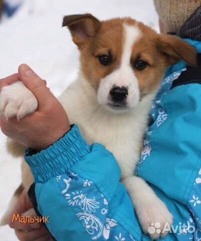 Супер мальчишка (1,6 мес) ищет дом