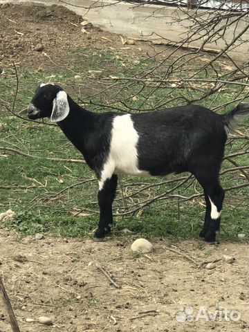 Коза нубийская