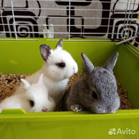 Крольчата карлики, бесплатная доставка