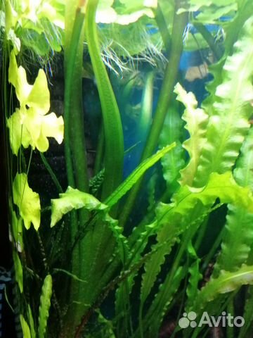 Аквариумное растение