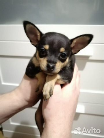 Щеночек. Мини Той-терьер. Девочка