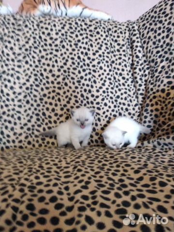 Котята,британята окрас колорпойнт - сиам