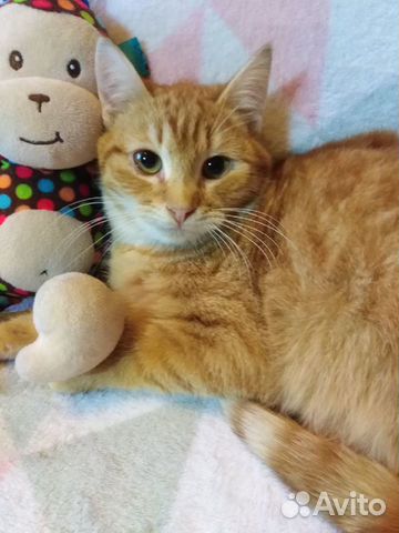 Шустрик ищет дом