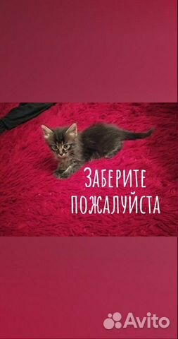 Супер крутые котята