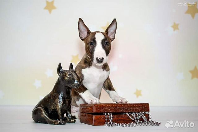 Минибуль мальчик для дома