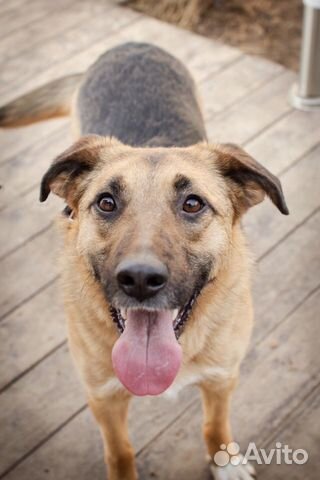 Метис овчарки Мира в дар