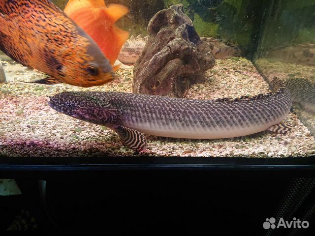 Полиптерус орнатипинис