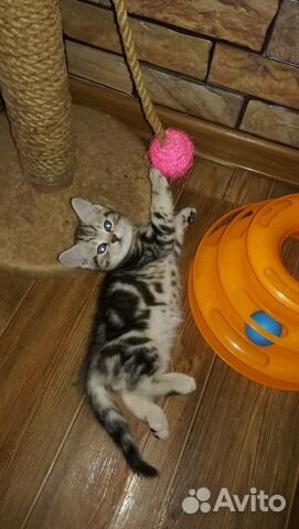 Шотландские мраморные чистокровные котята