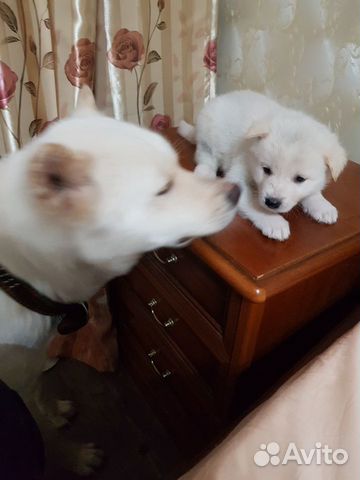 Щенки Акита