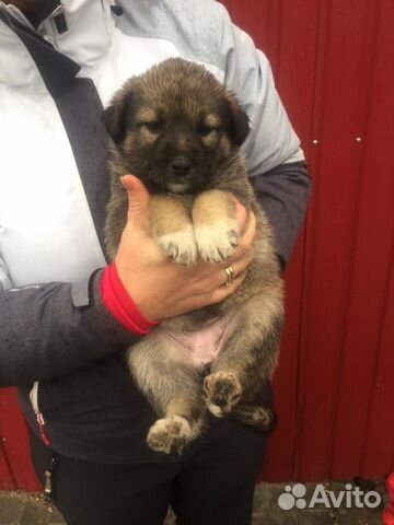 Щенята ищут дом