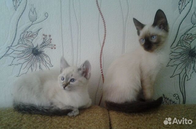 Сиамские котята