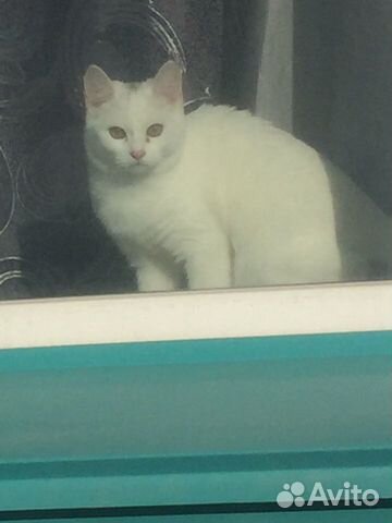 Подарю хорошую кошку потому что новую квартиру сня
