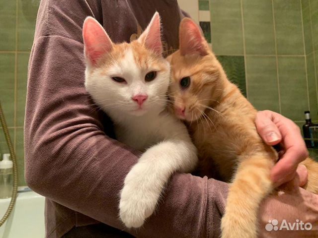 Котята